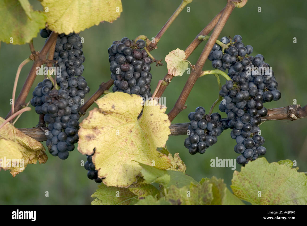 Bunches of grapes hi-res stock photography and images - Alamy
