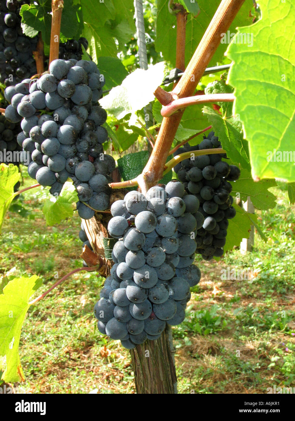 grape (Vitis spec.), bunches of grapes on bush, Germany, Baden-Baden ...