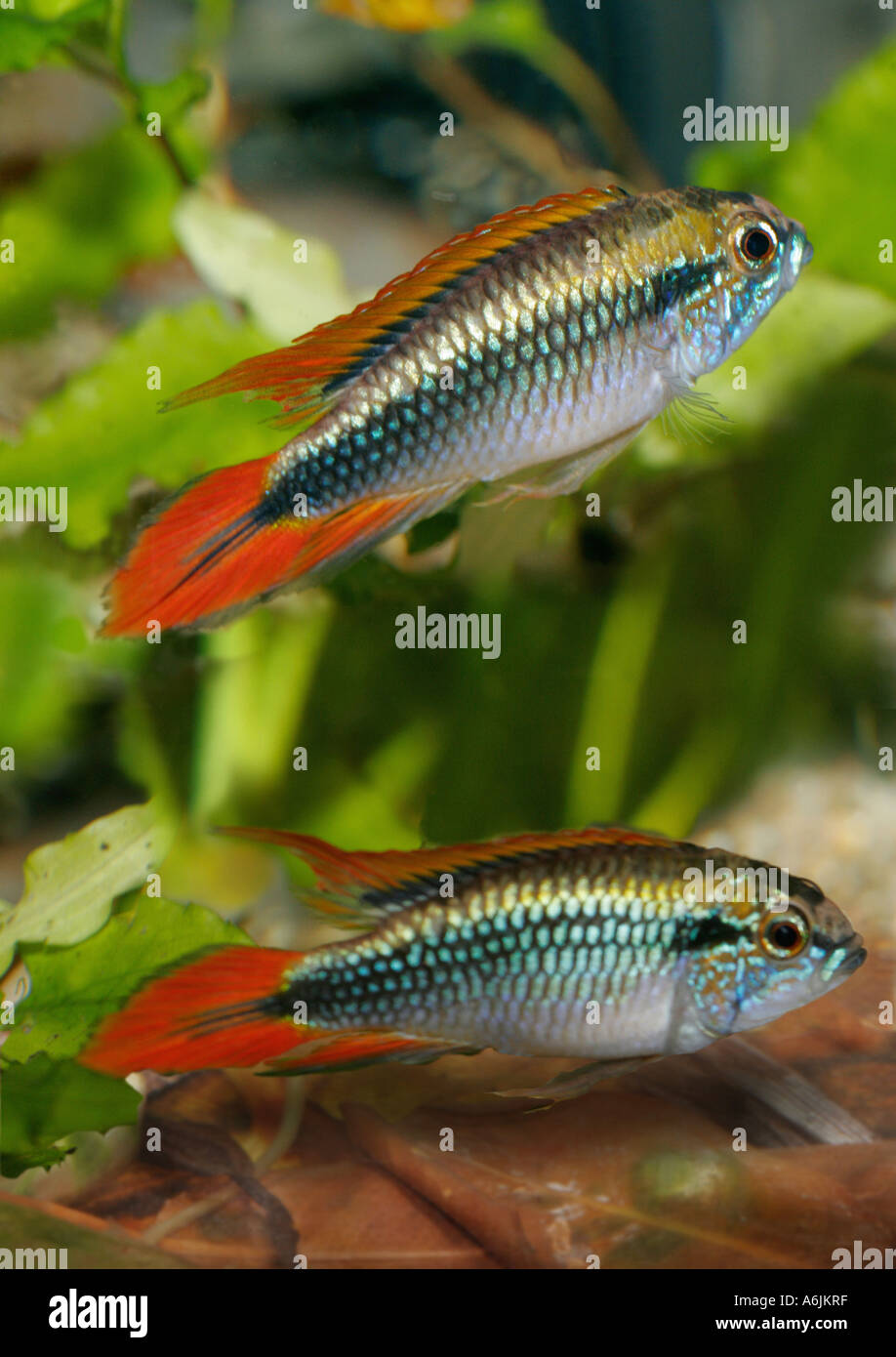 Apistogramma Agassizii Double Red
