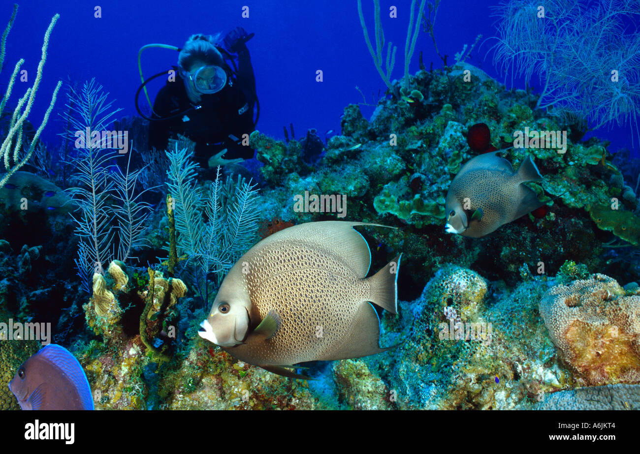 scuba diver with gray angelfish on colorful coral reef, Pomacanthus ...