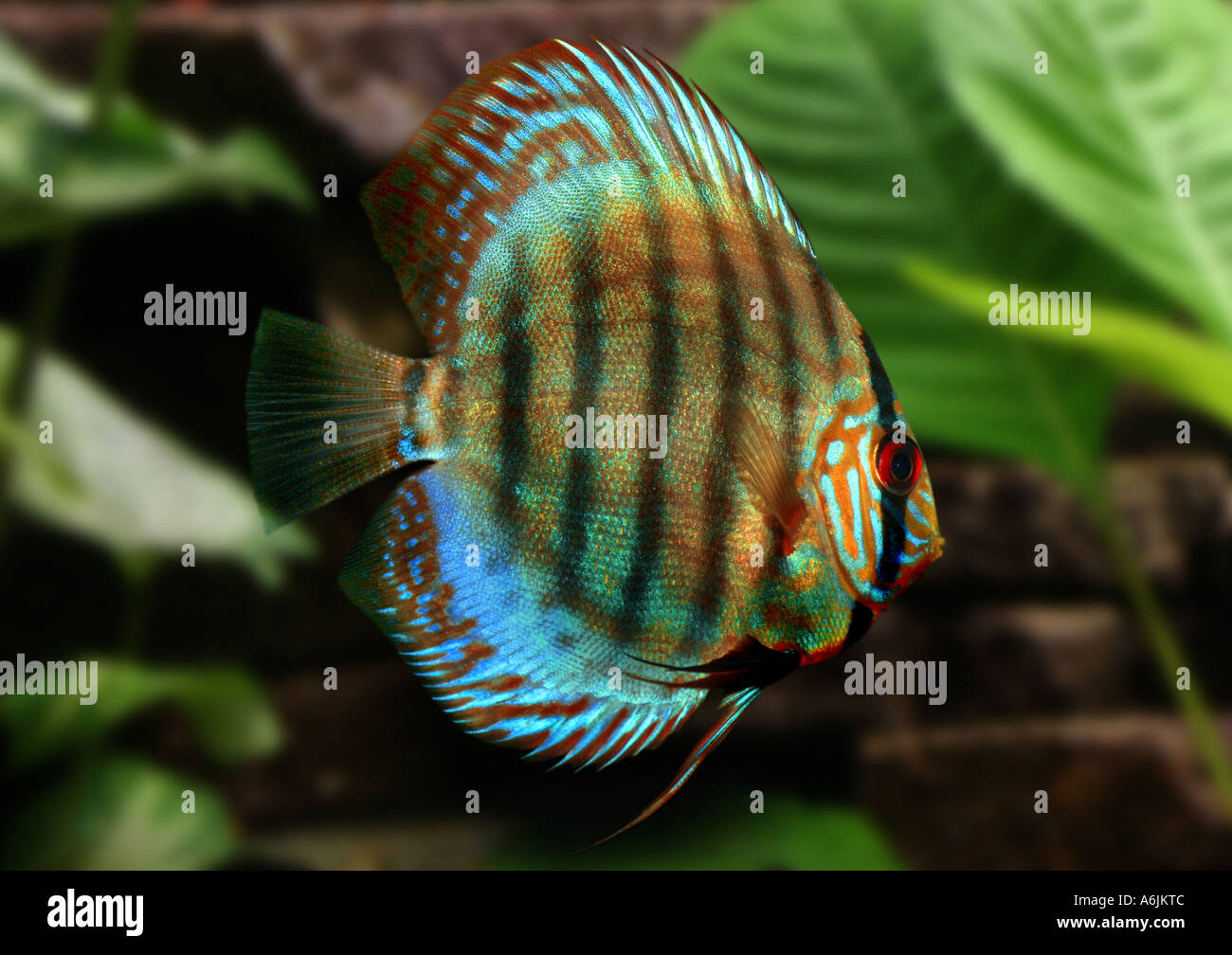 Brown discus symphysodon aequifasciata hi-res stock photography and ...
