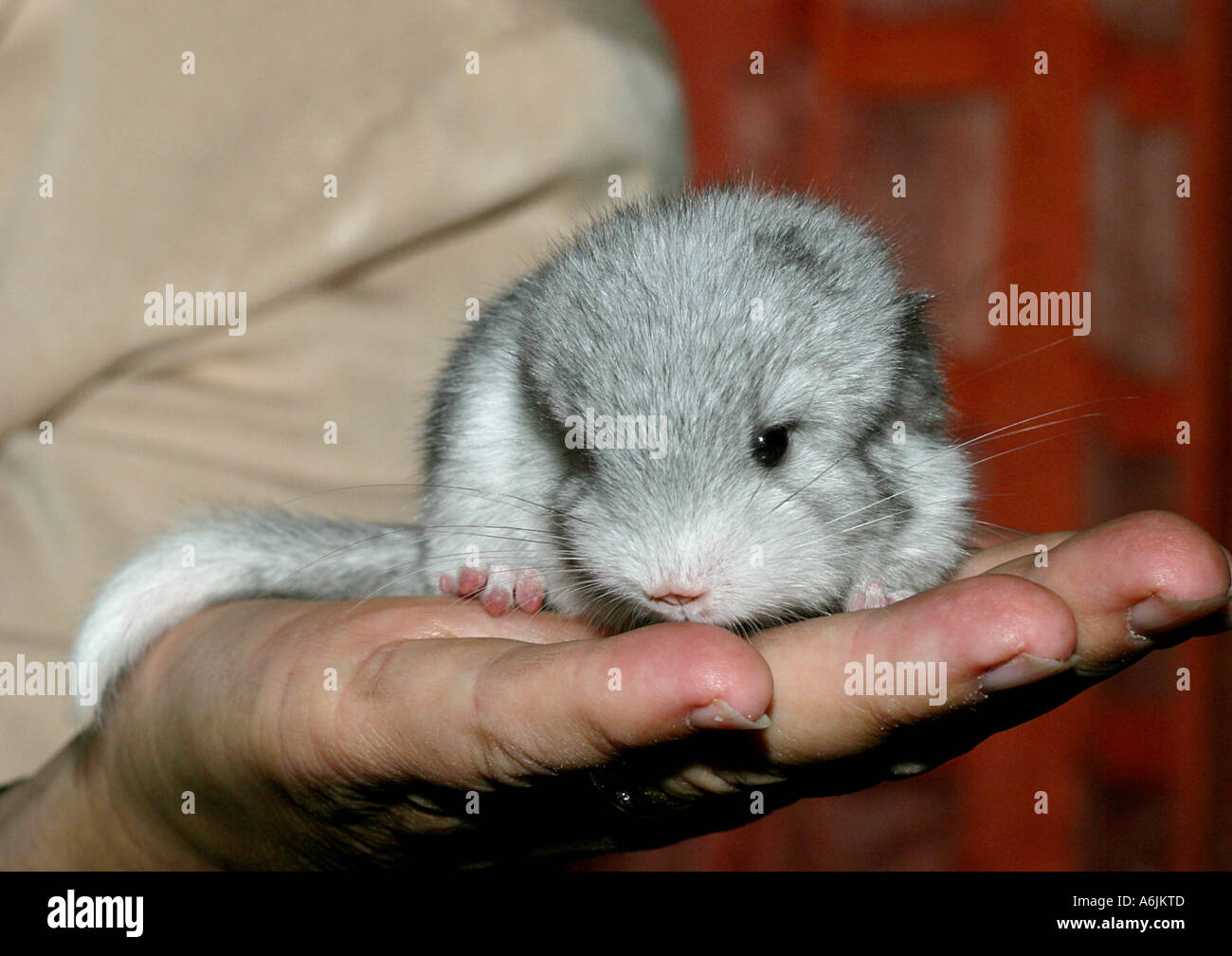 Newborn Chinchillas
