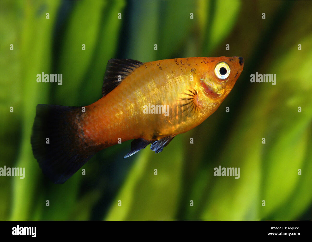 southern platyfish (Xiphophorus maculatus Stock Photo - Alamy