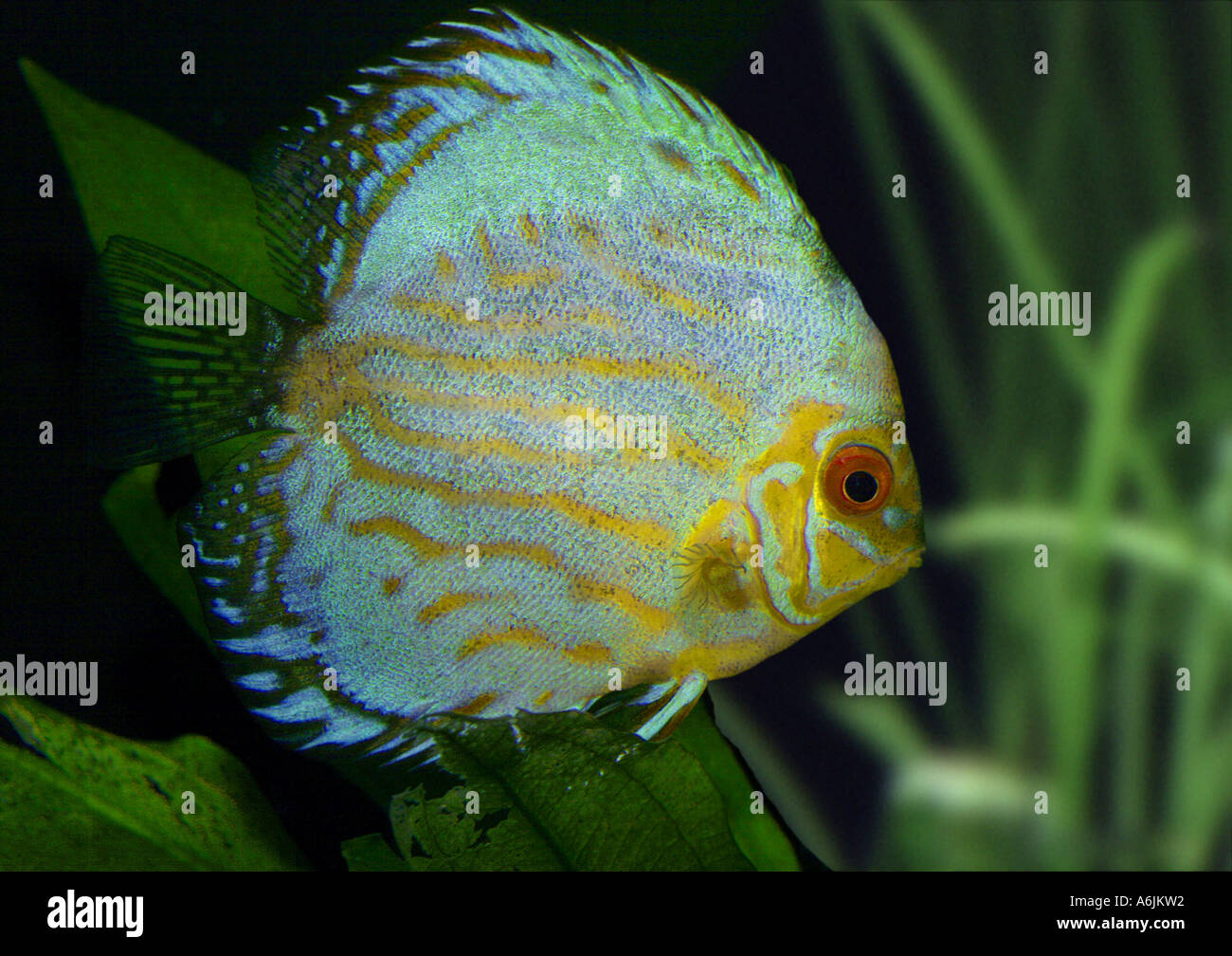 blue discus (Symphysodon aequifasciata haraldi Stock Photo - Alamy
