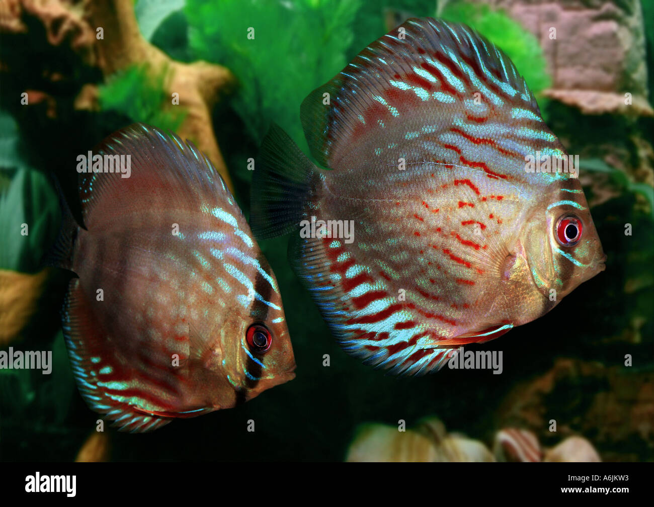 blue discus (Symphysodon aequifasciata haraldi Stock Photo - Alamy