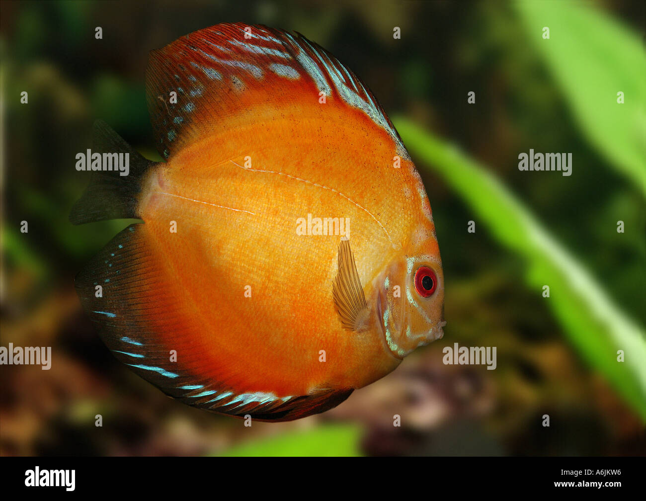 blue discus (Symphysodon aequifasciata haraldi Stock Photo - Alamy