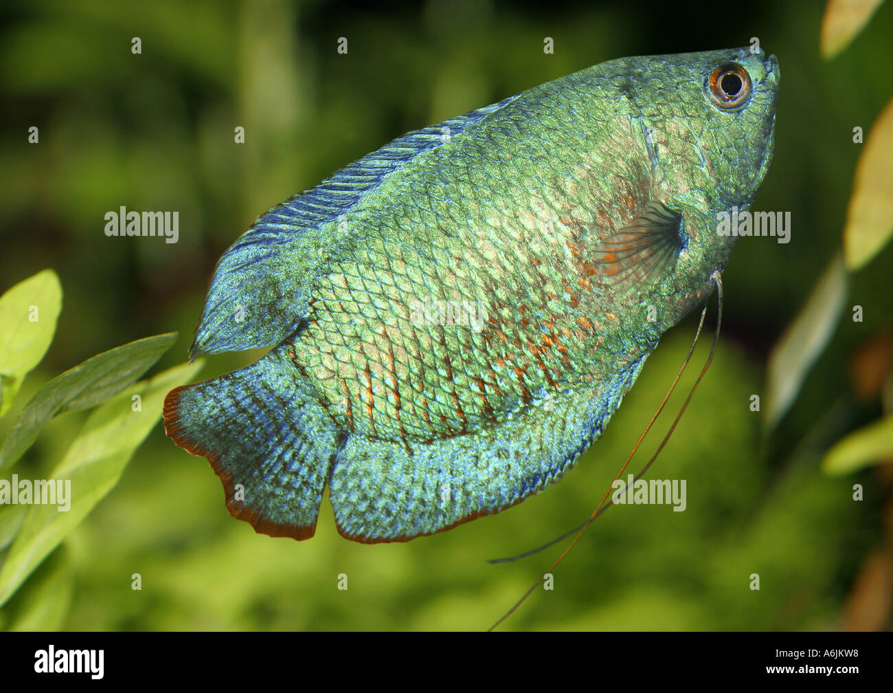 dwarf gourami (Colisa lalia), neonlalia, special breeding of dwarf ...