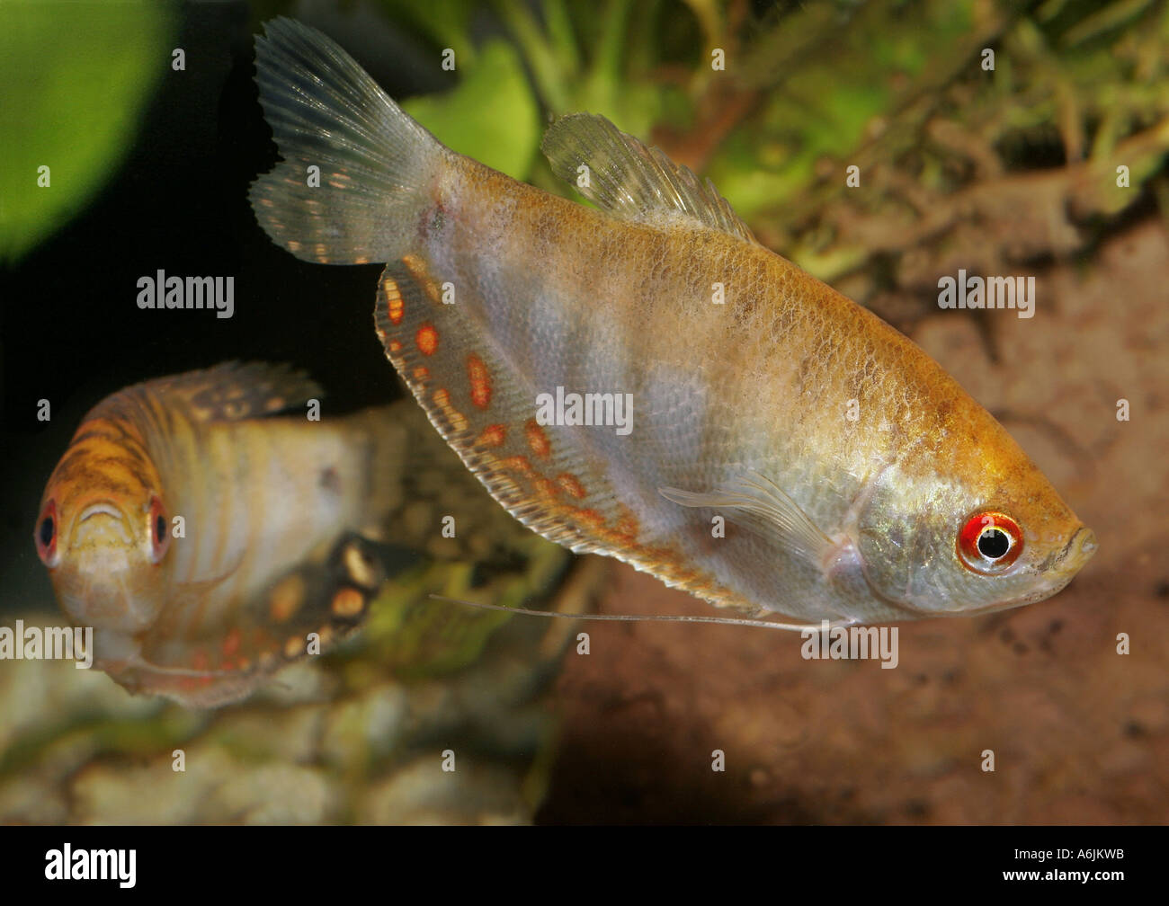 Gold Gourami (Trichogaster trichopterus gold Stock Photo - Alamy
