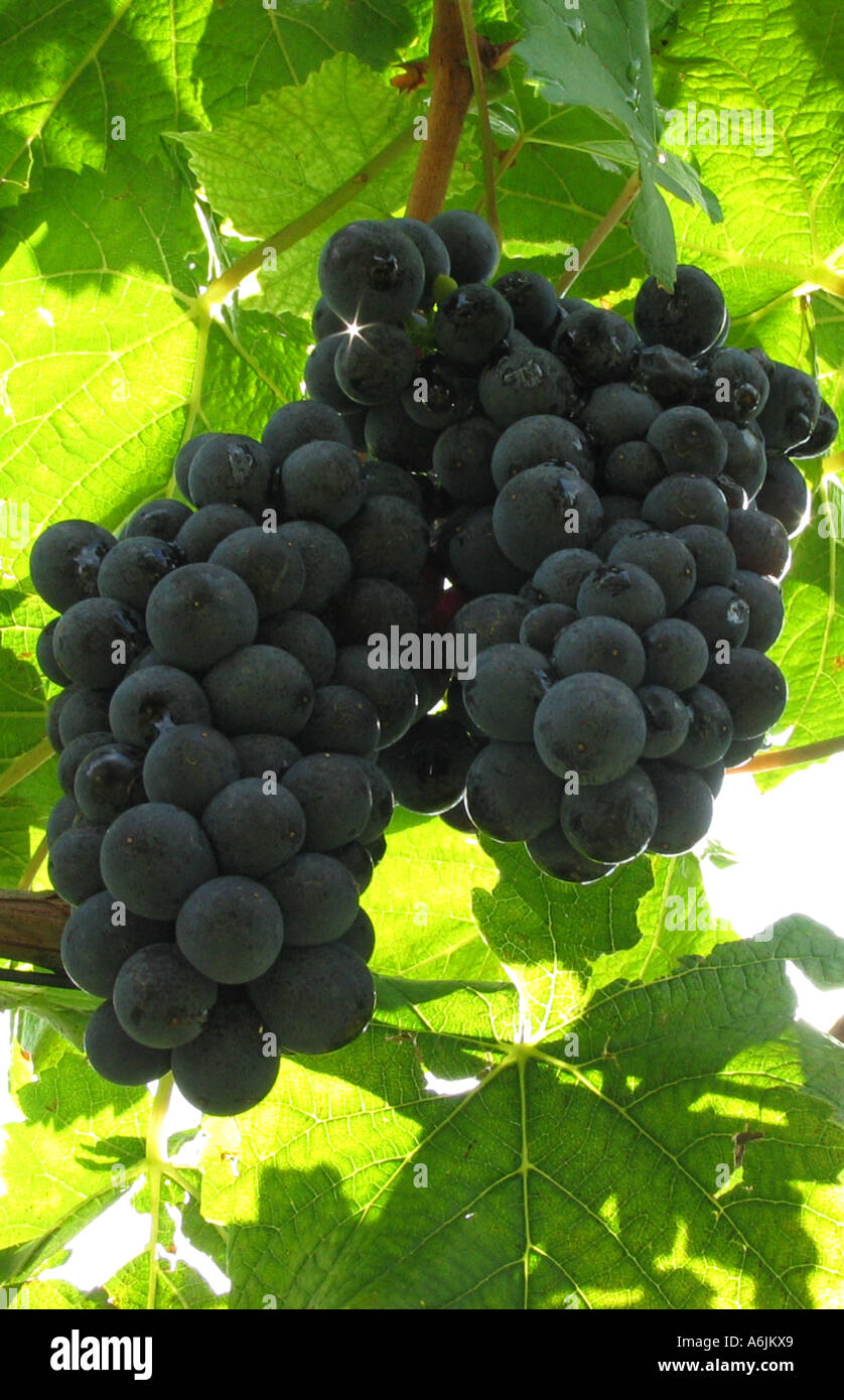 grape (Vitis spec.), view at bunch of red grapes, Germany, Baden-Baden ...