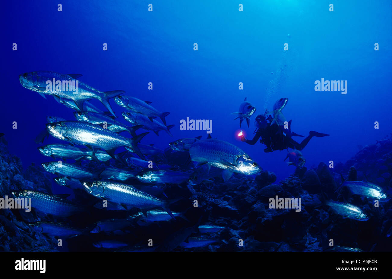 scuba diver with Tarpons Megalops atlanticus Stock Photo - Alamy