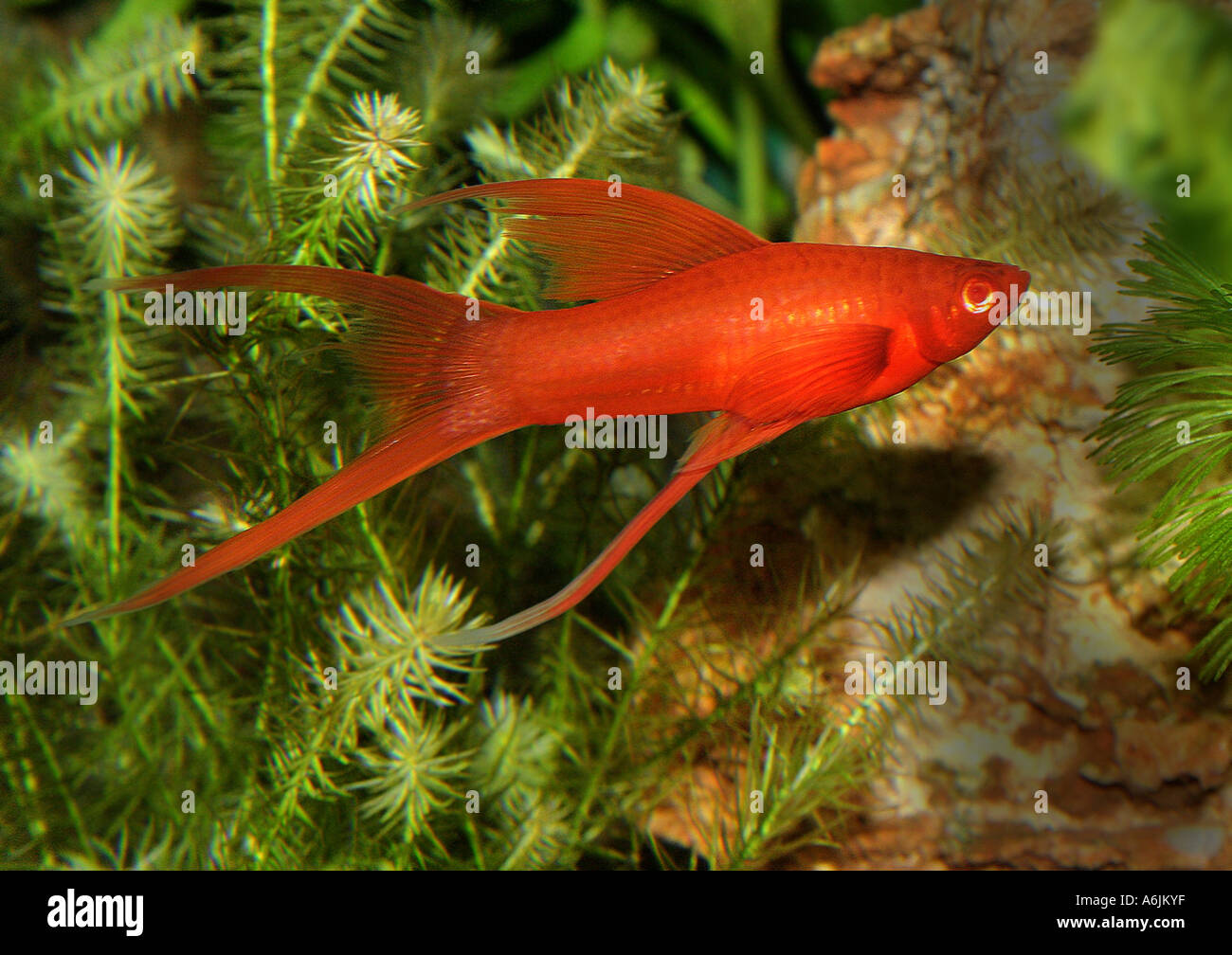 Red swordtail hi-res stock photography and images - Alamy