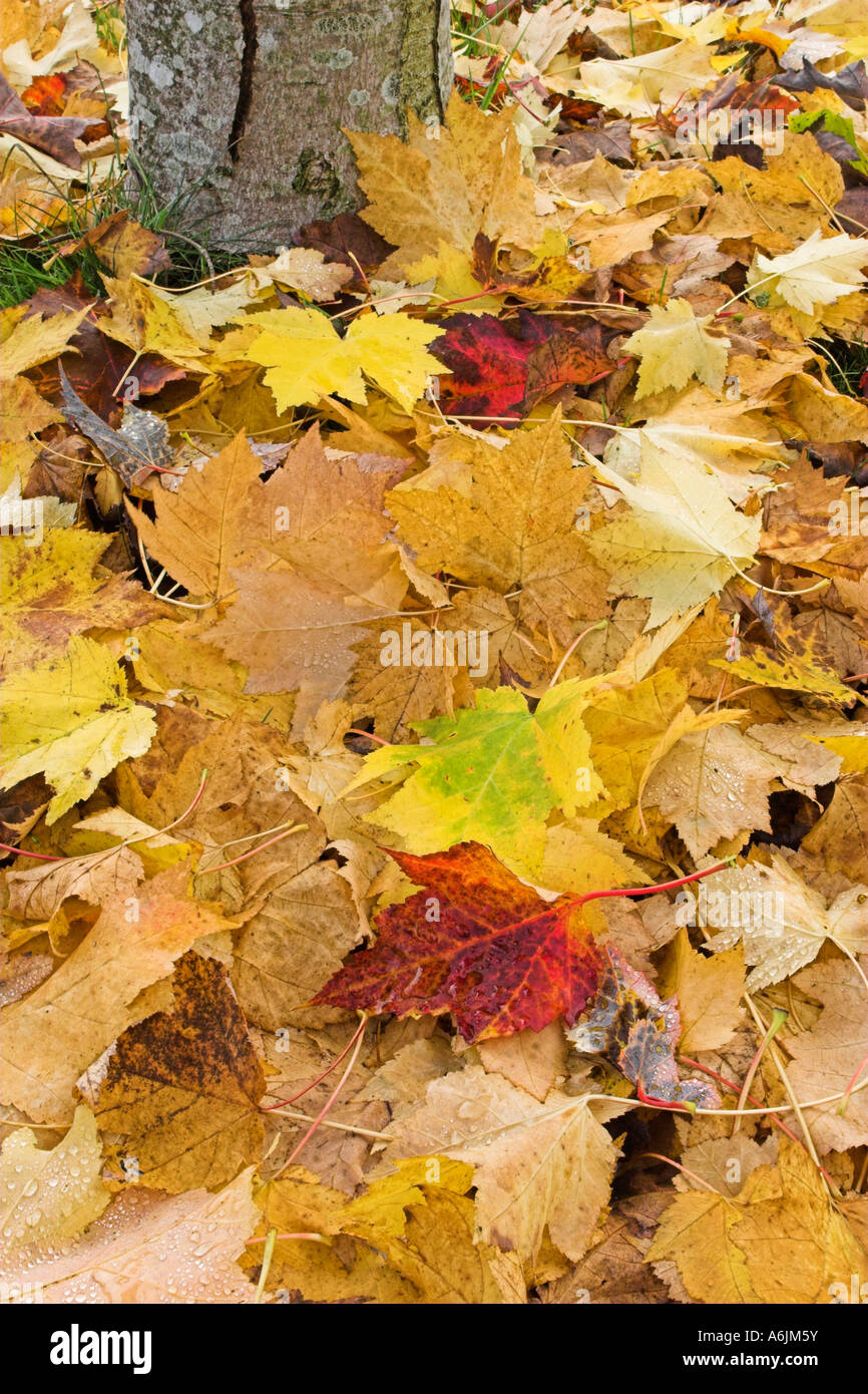 Fallen maple leaves at base of tree Stock Photo - Alamy