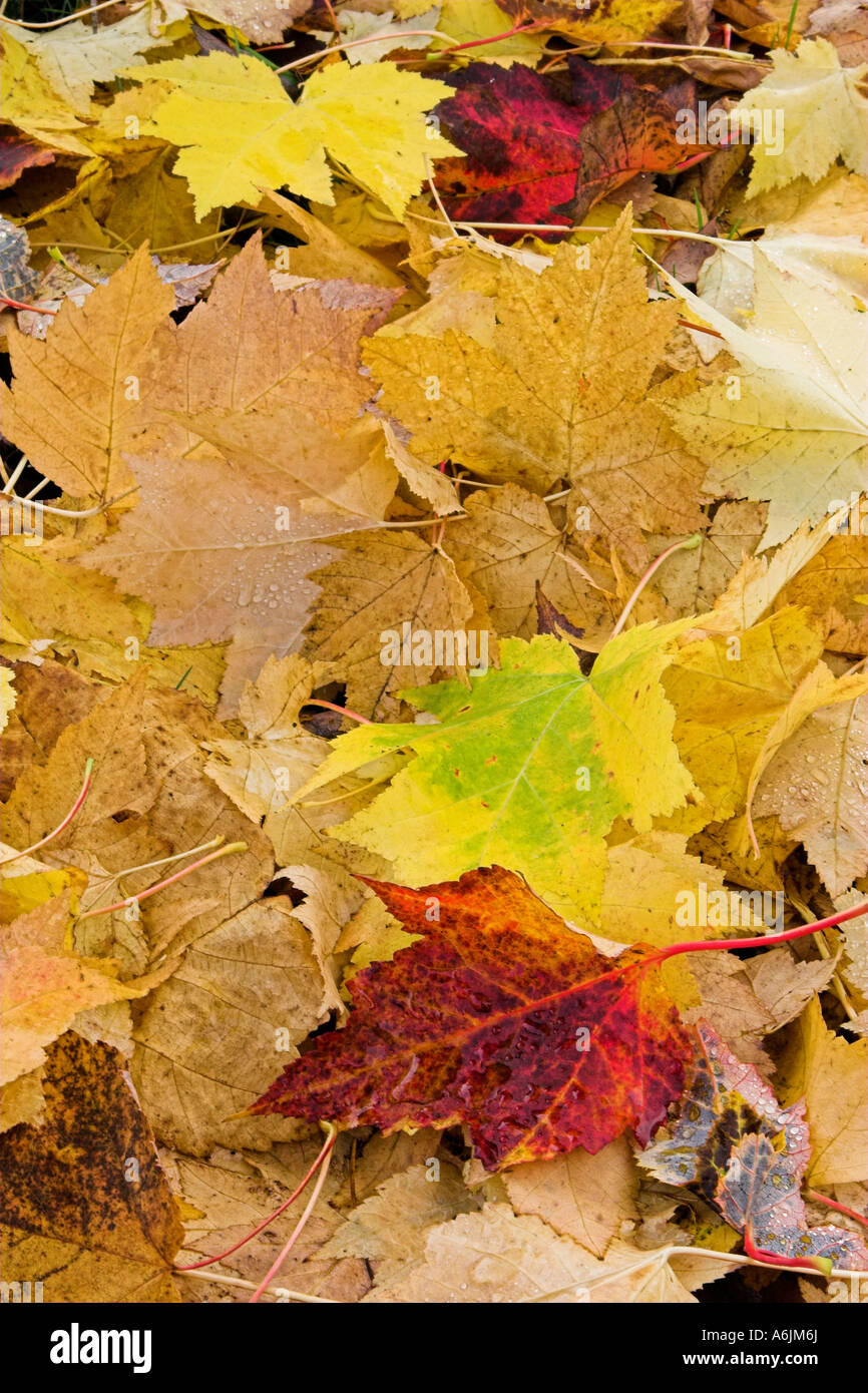 Fallen maple leaves Stock Photo - Alamy