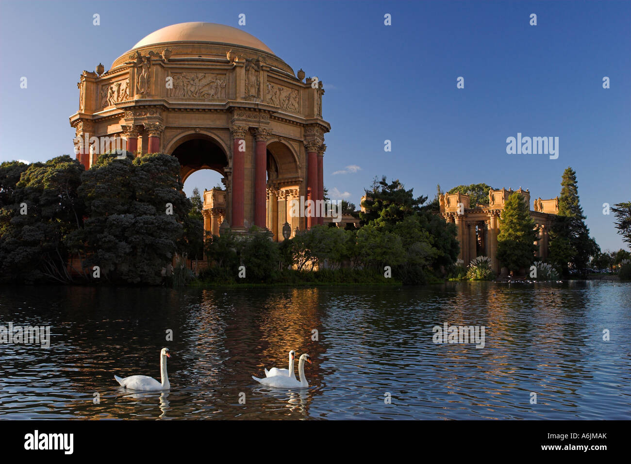 Swans at the Palace of Fine Arts, San Francisco Stock Photo - Alamy