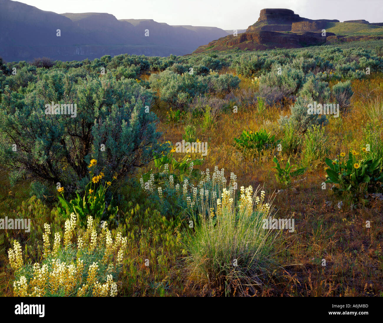North Columbia Basin Wildlife Area, WA: Velvet lupine balsam root and ...