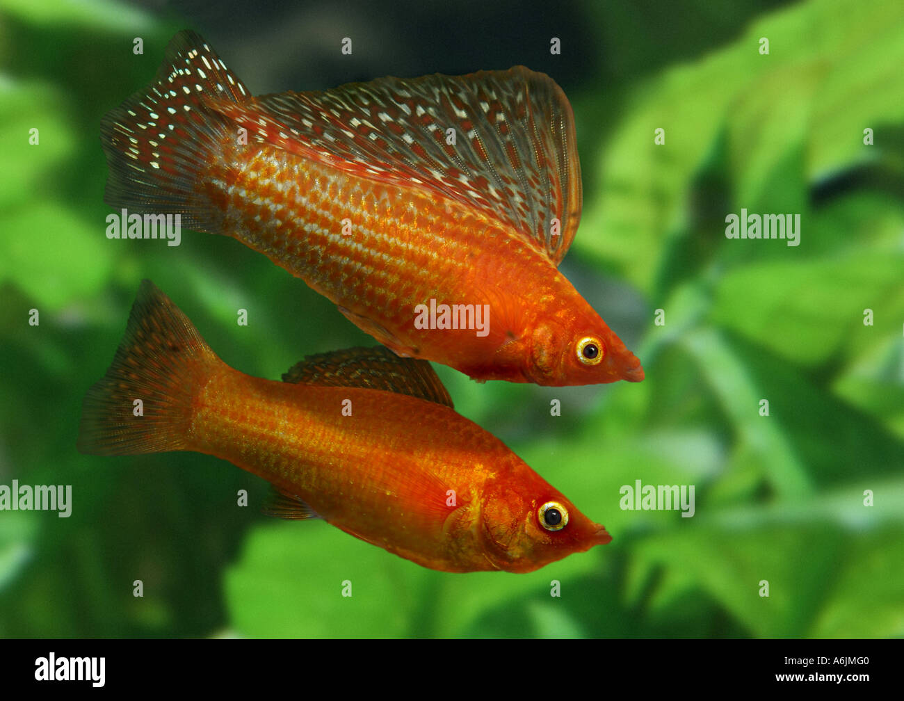 red sailfin molly (Poecilia velifera Stock Photo - Alamy