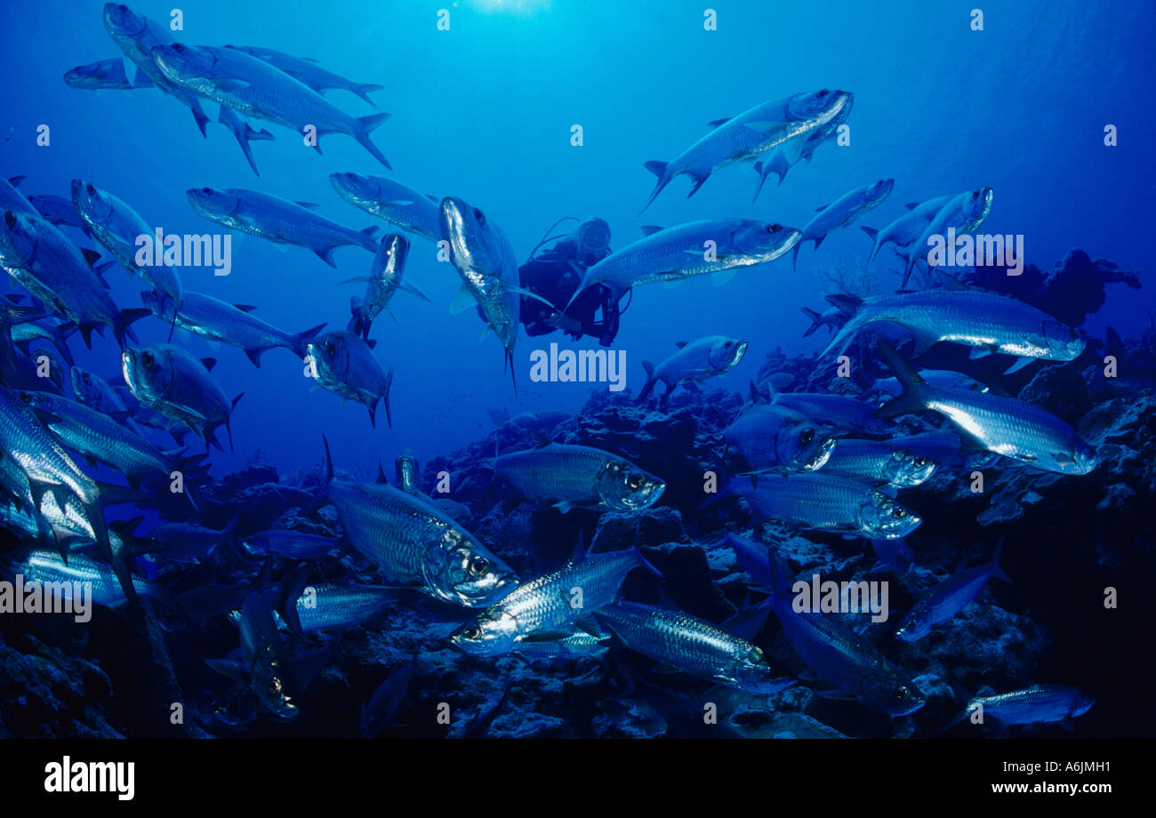 scuba diver with Tarpons Megalops atlanticus Stock Photo - Alamy