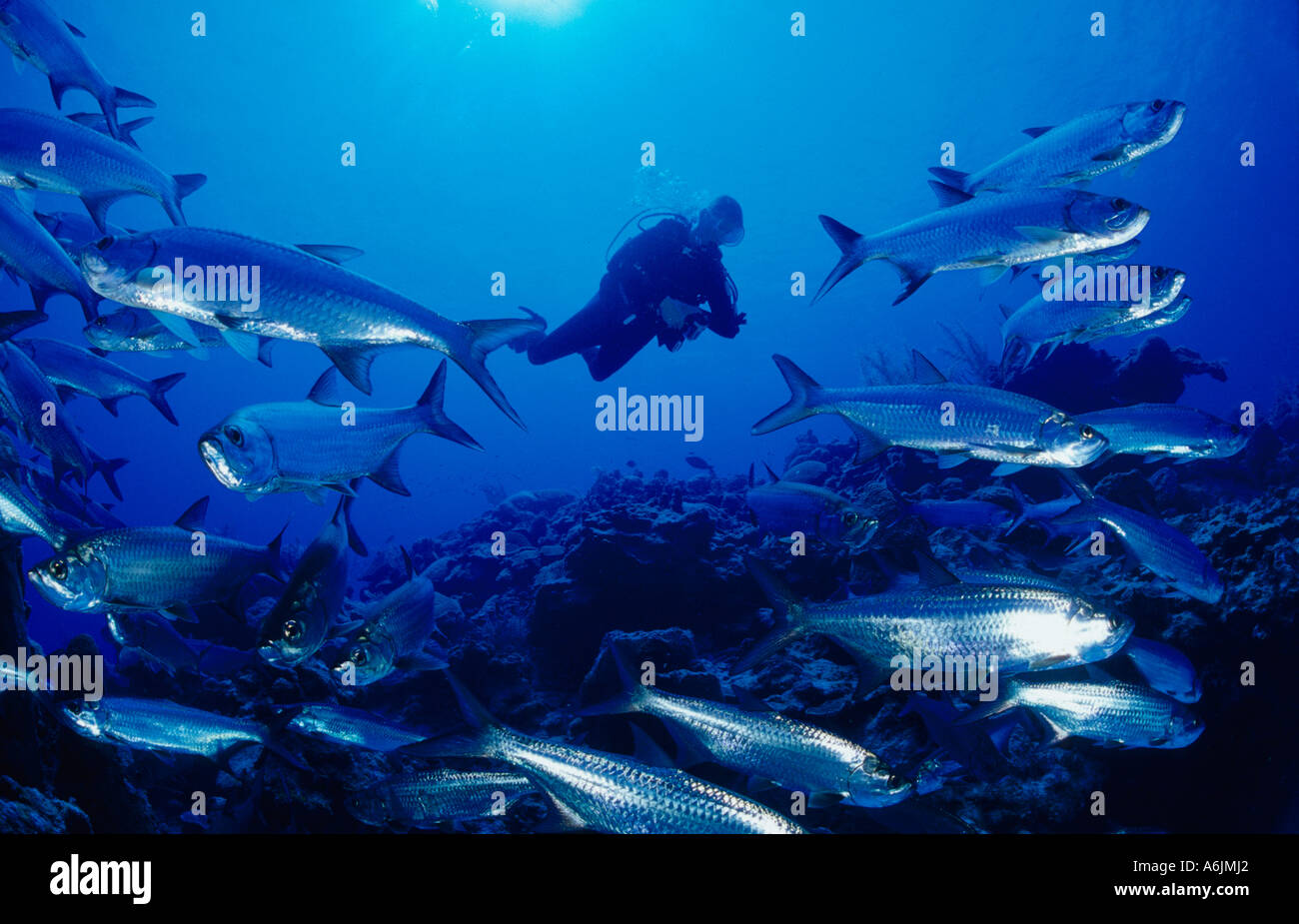 scuba diver with Tarpons, Megalops atlanticus Stock Photo - Alamy