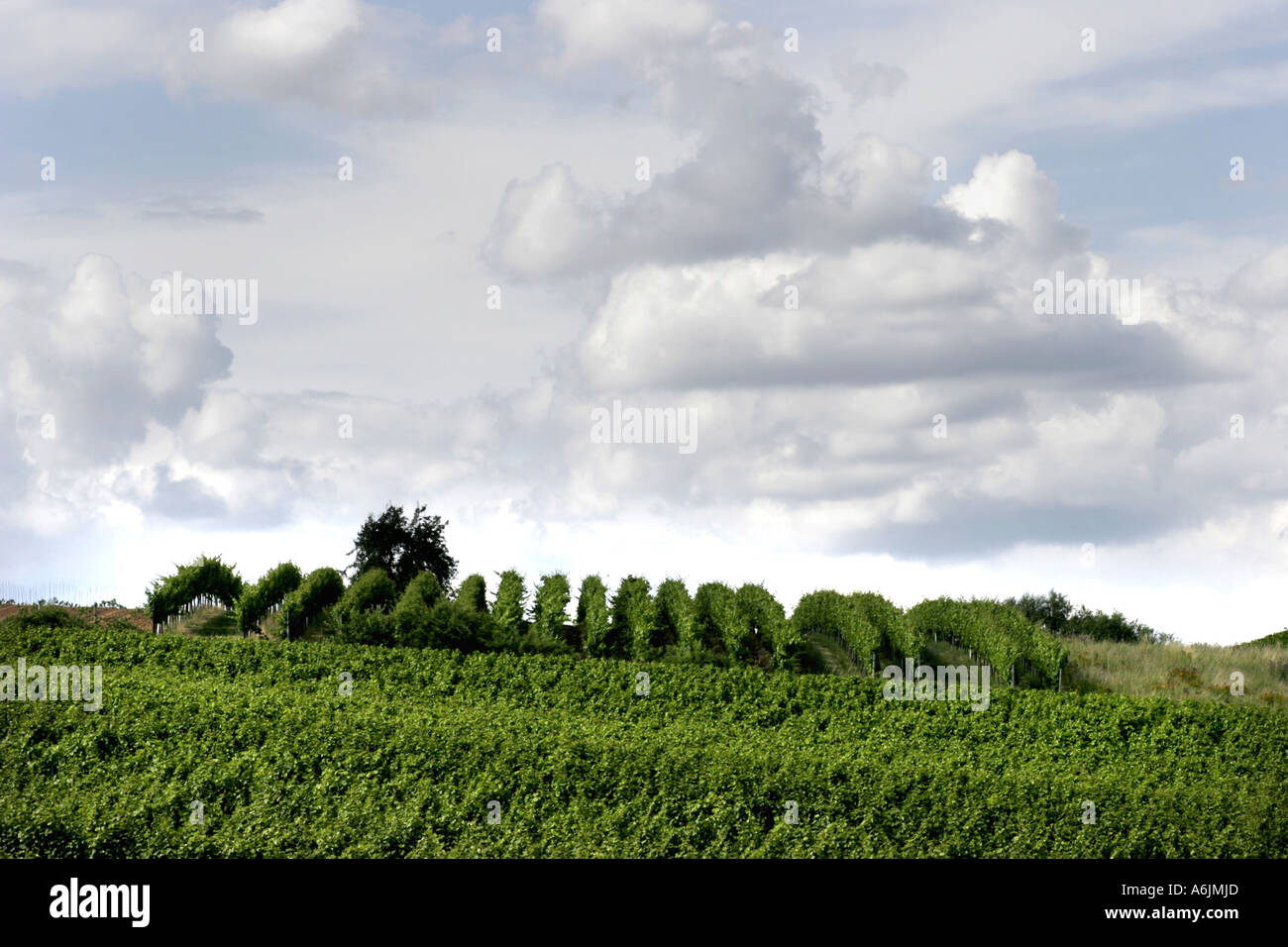 Pfalz germany wine hi-res stock photography and images - Alamy