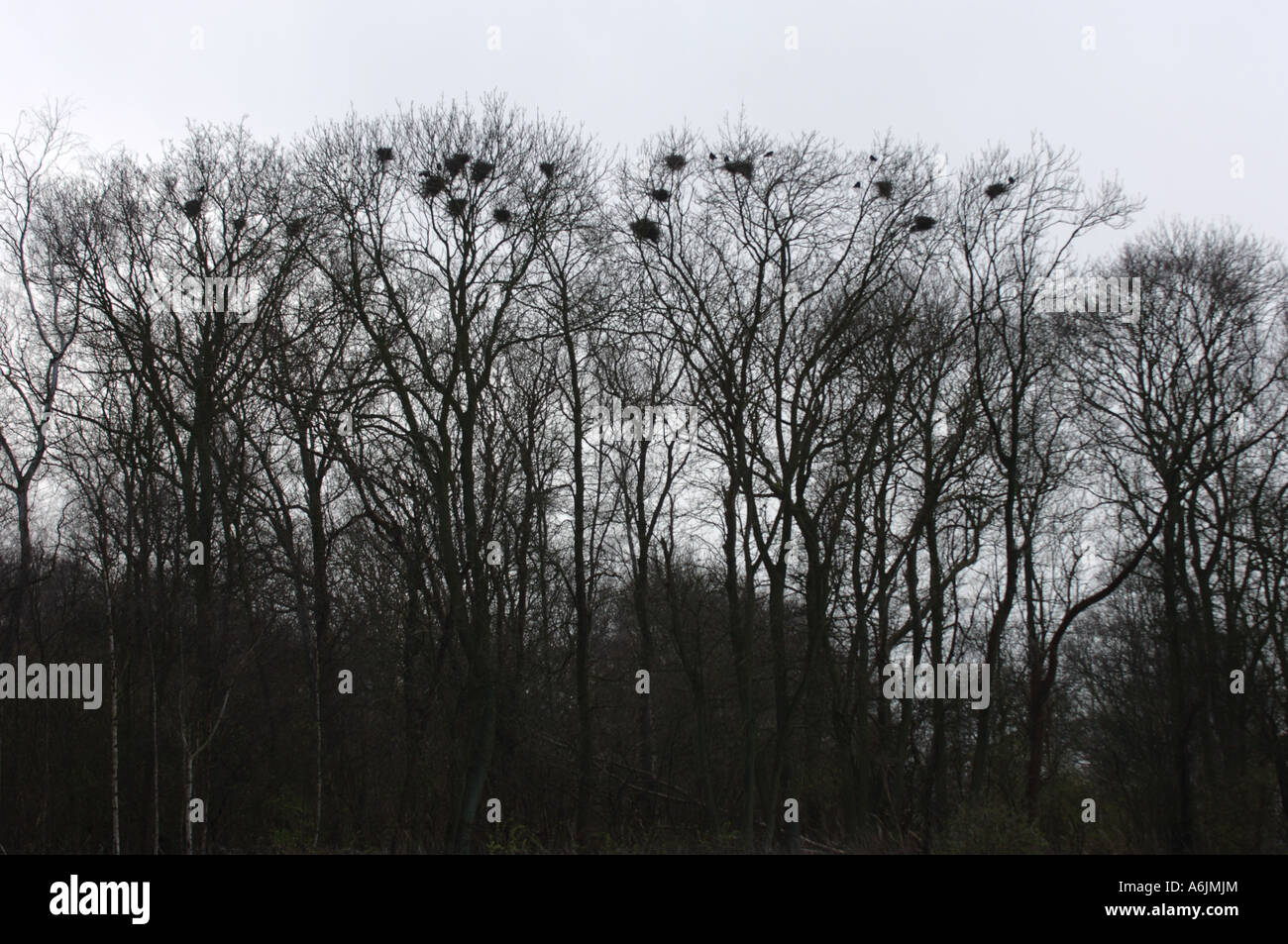 Rookery in tree tops Stock Photo - Alamy