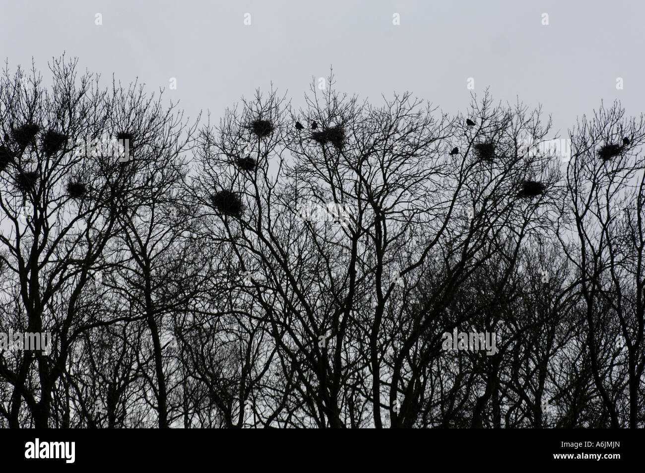 Rookery in tree tops Stock Photo - Alamy