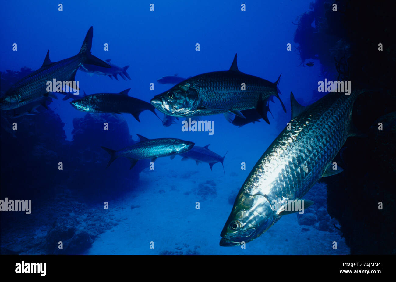 school of Tarpons in coral reef, Megalops atlanticus Stock Photo - Alamy