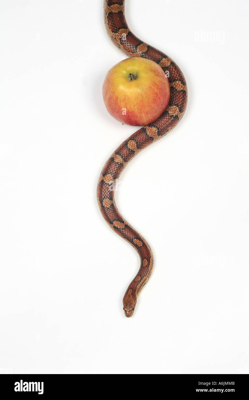 Apple and snake hi-res stock photography and images - Alamy