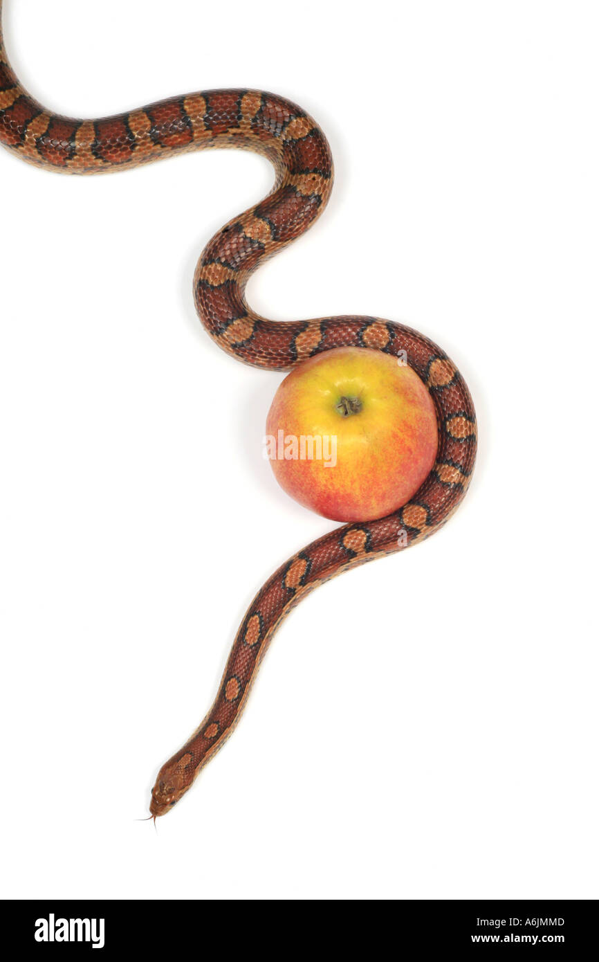 The snake and apple hi-res stock photography and images - Alamy