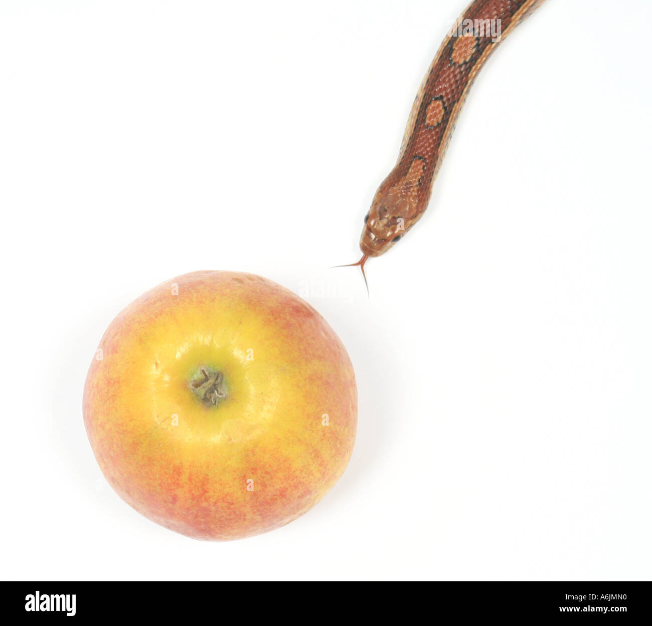 Apple and snake hi-res stock photography and images - Alamy