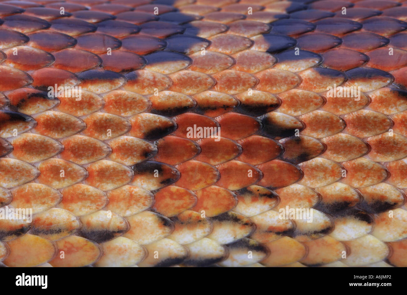 corn snake (Elaphe guttata), snake skin Stock Photo - Alamy