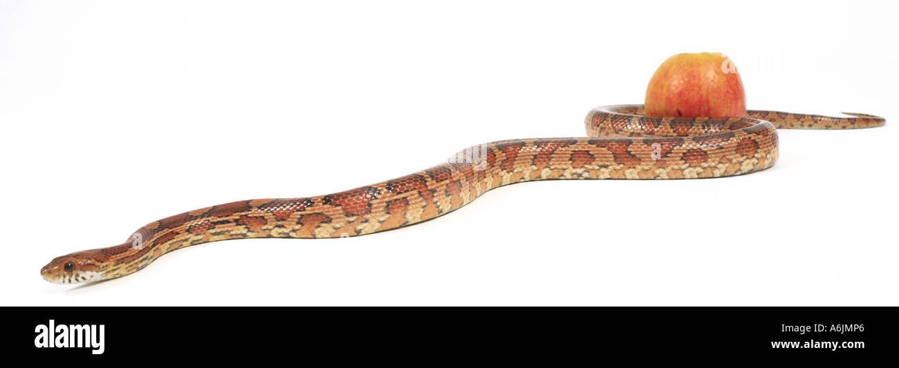 Corn and apple Cut Out Stock Images & Pictures - Alamy