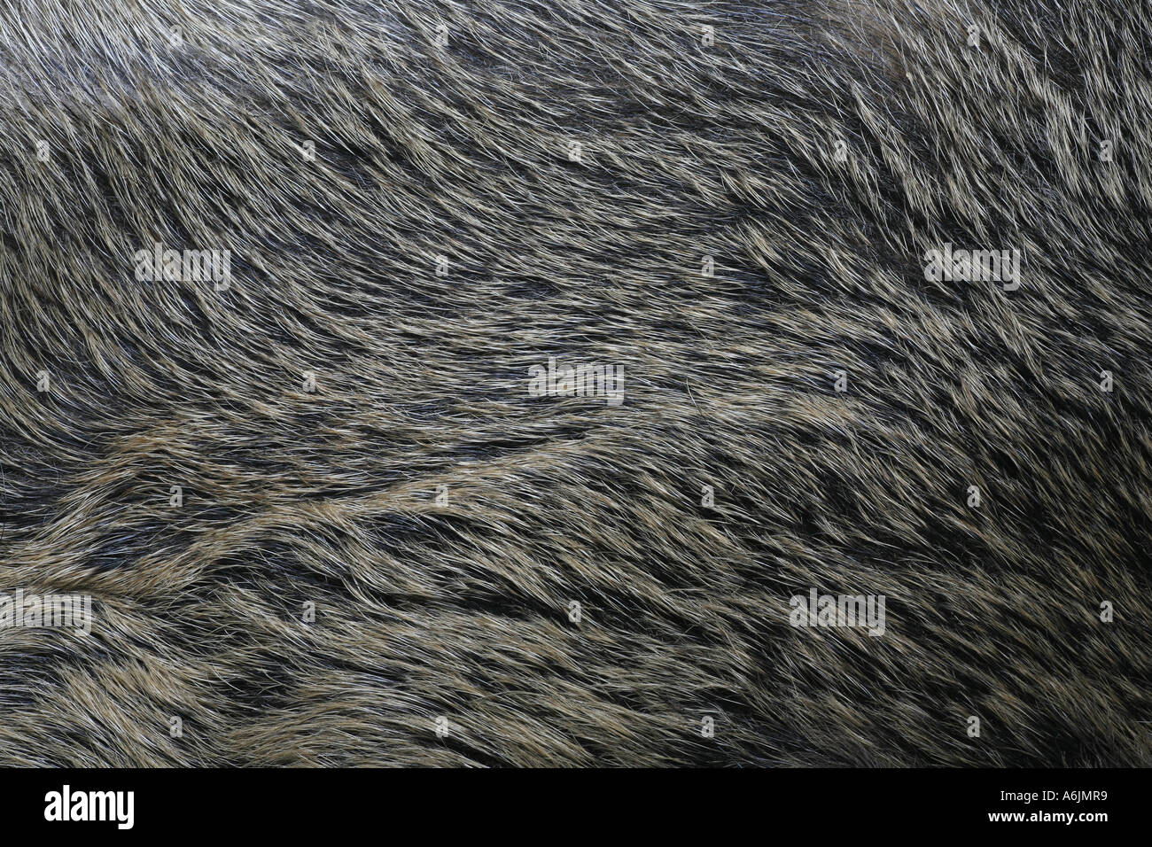 wild boar, pig (Sus scrofa), fur Stock Photo - Alamy