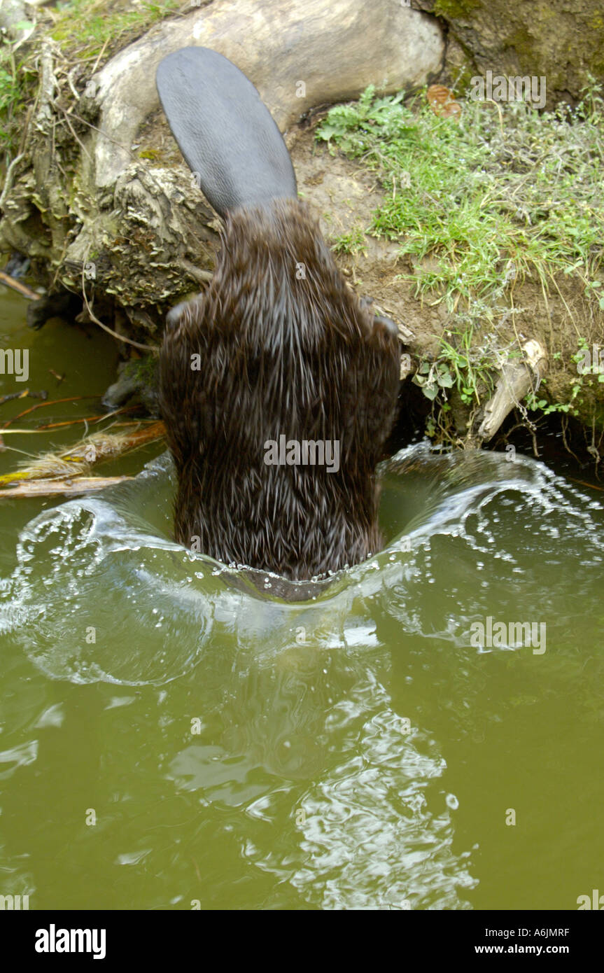 Castor tails hi-res stock photography and images - Alamy