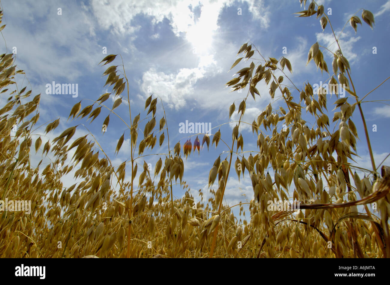 False oat grass hi-res stock photography and images - Alamy