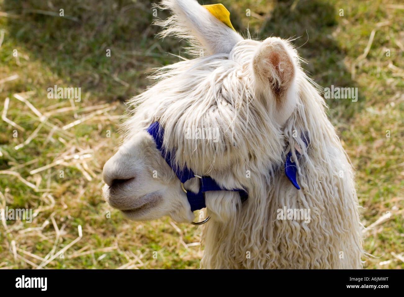 Alpaca harness hi-res stock photography and images - Alamy