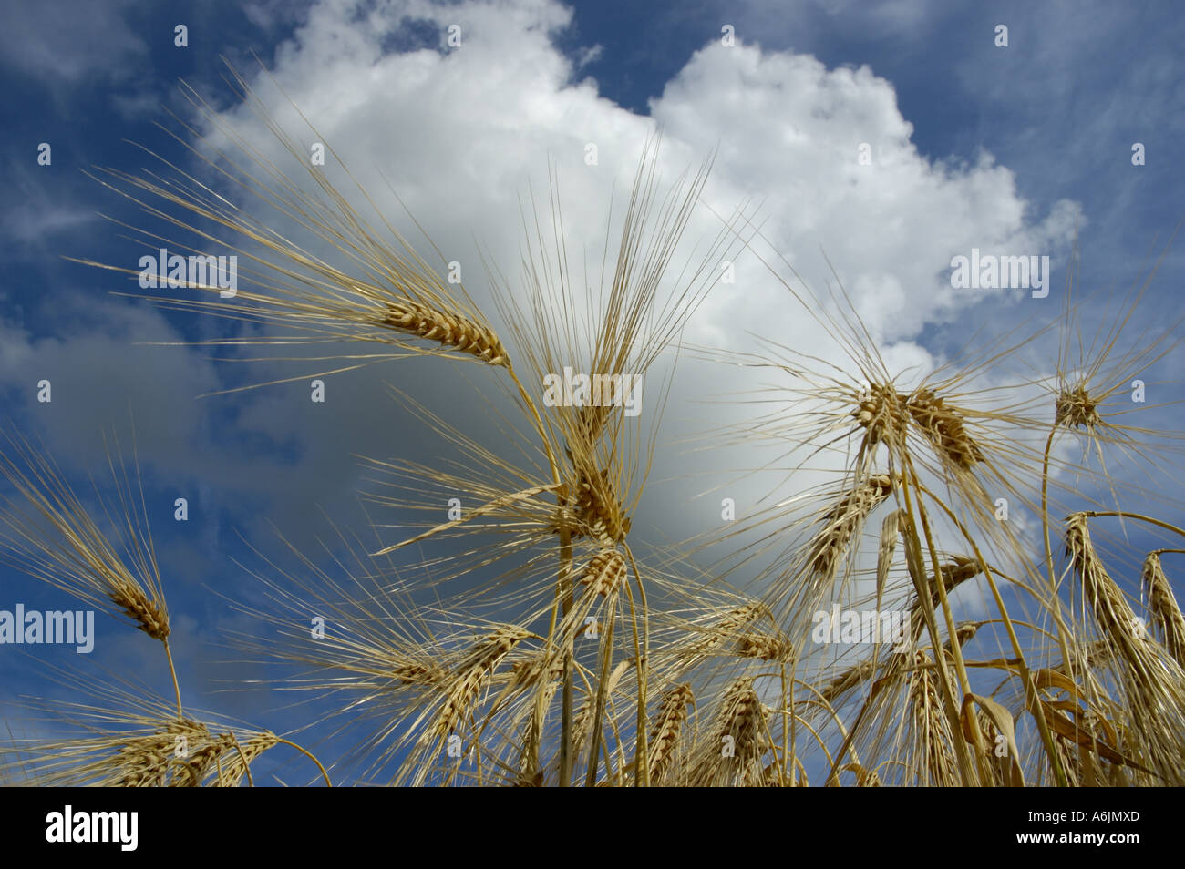 Cornstalk High Resolution Stock Photography and Images - Alamy