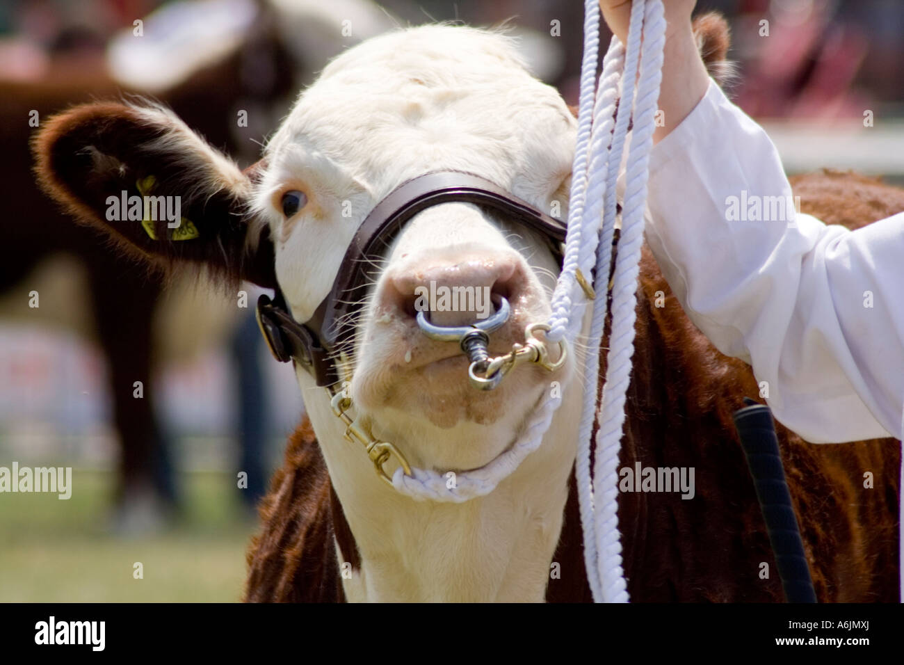 Lead bridle hi-res stock photography and images - Alamy
