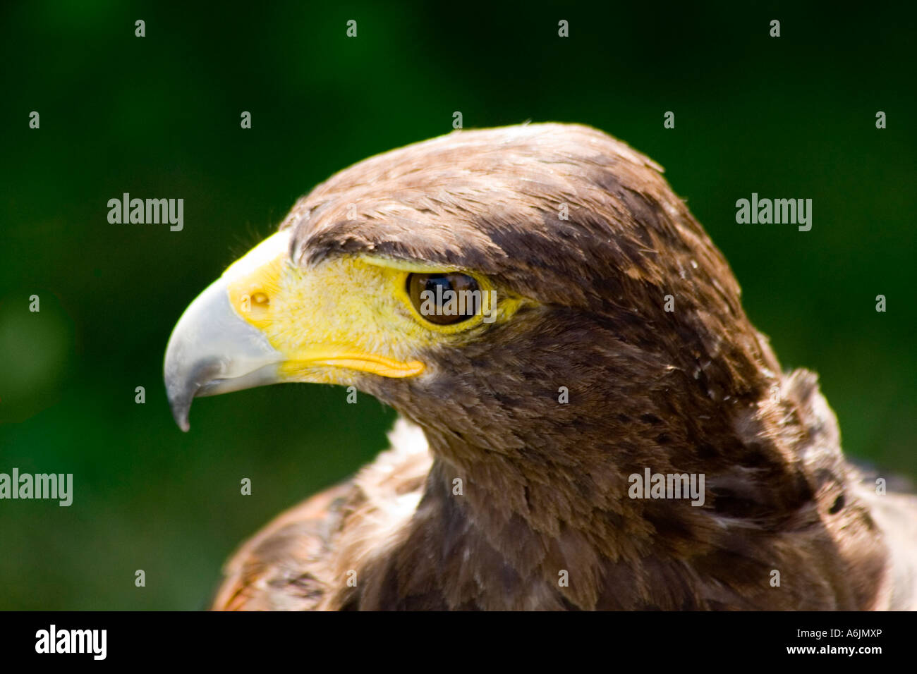 Harris hawk portrait Stock Photo - Alamy