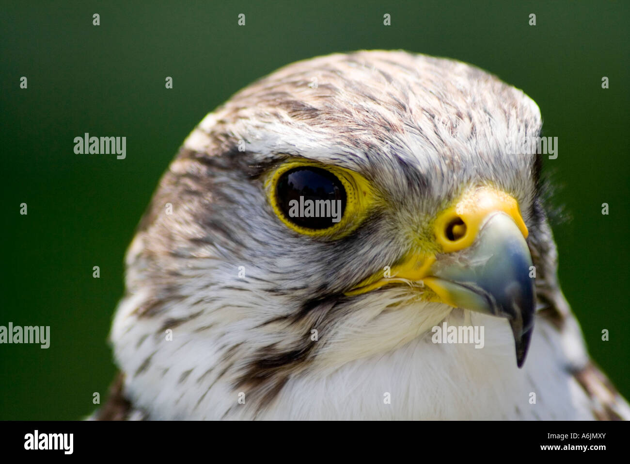 Lanner falcon portrait Stock Photo - Alamy