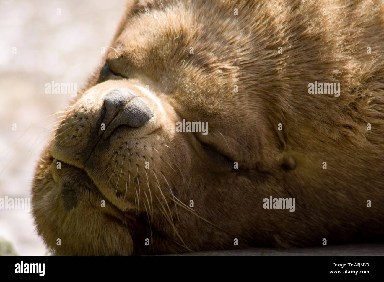 Bull fur pelt coat asleep snout muzzle whiskers resting zoo hi-res ...