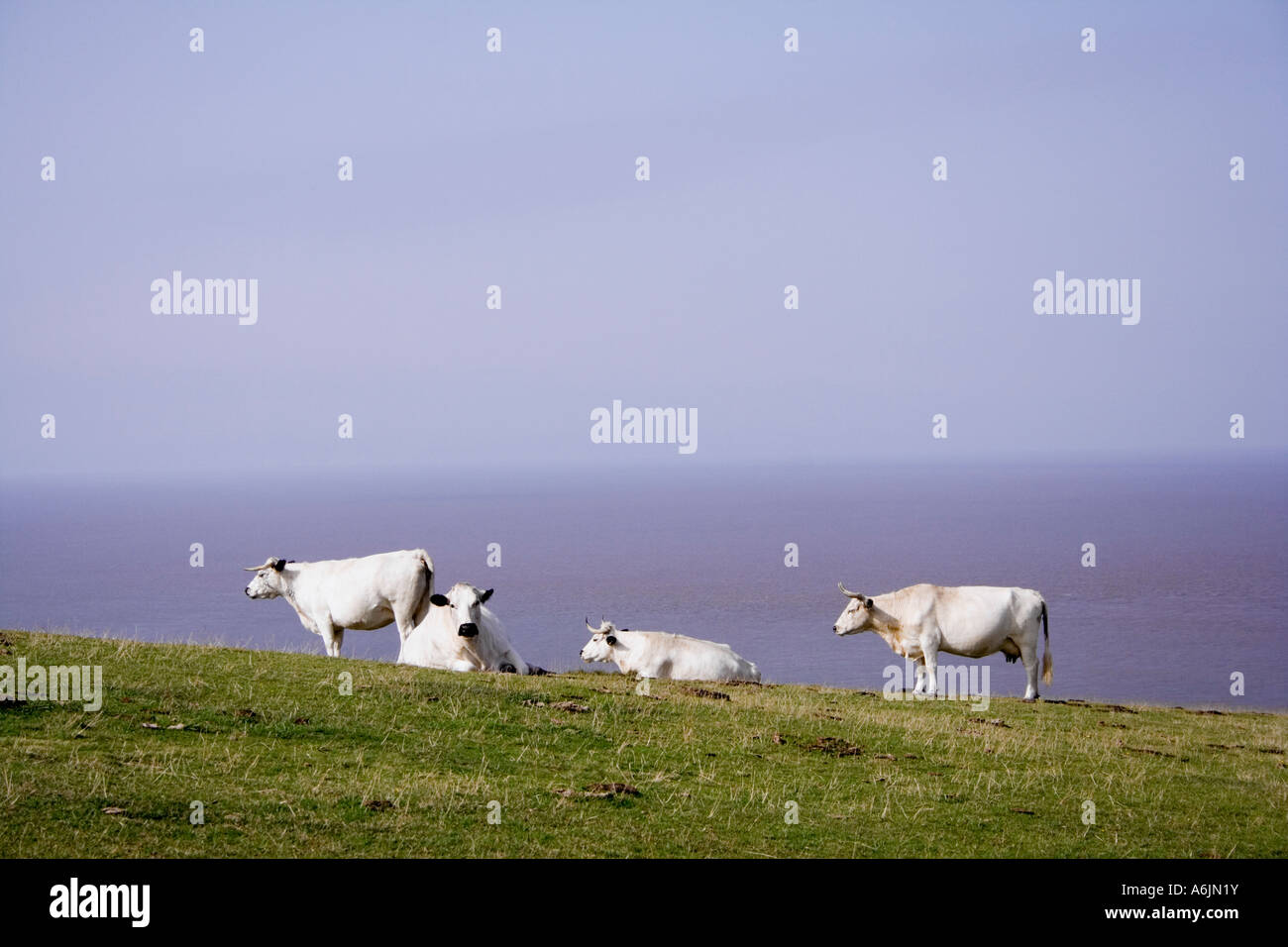 White park cattle cow hi-res stock photography and images - Alamy