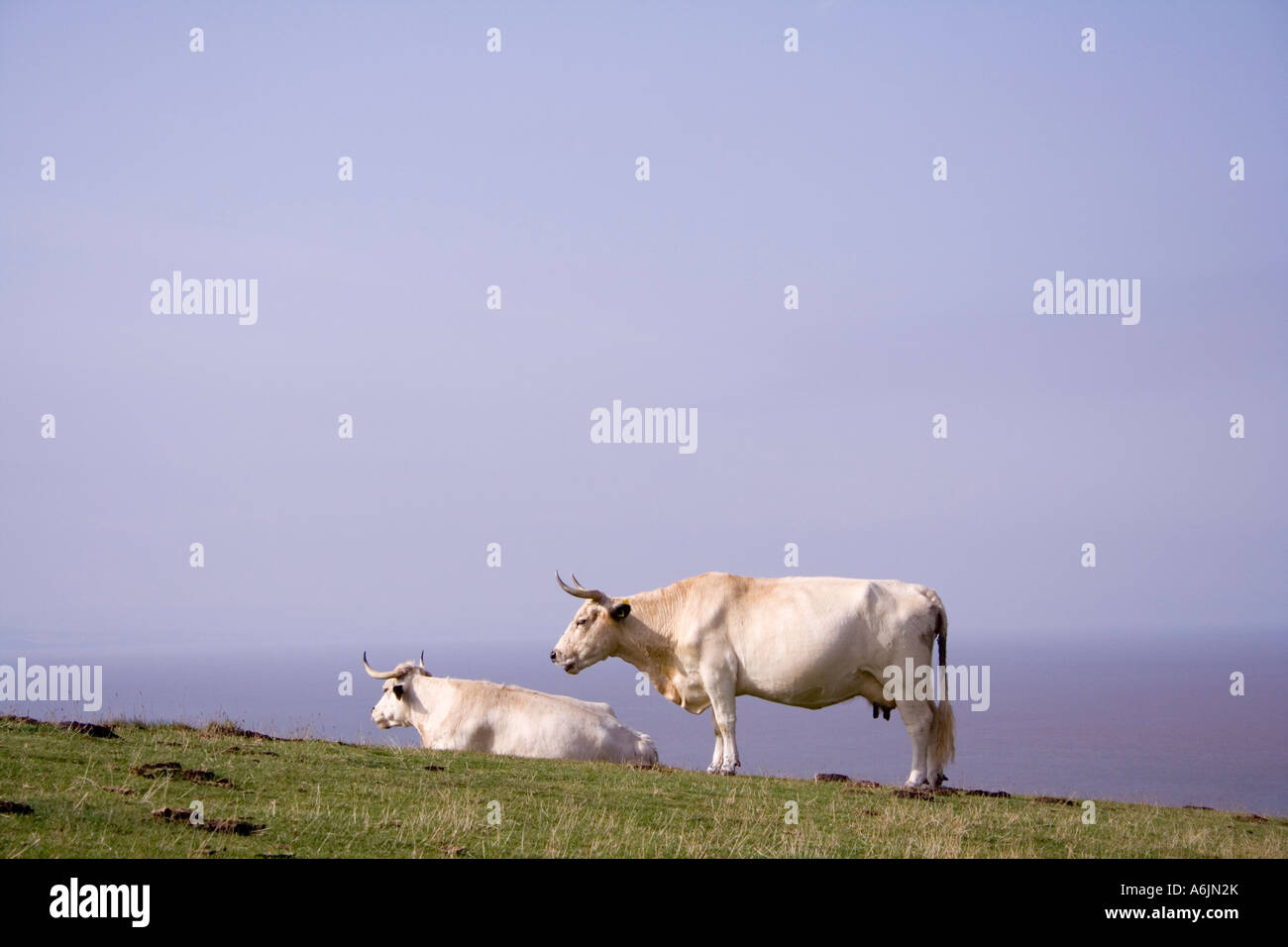 Two park cattle Stock Photo - Alamy
