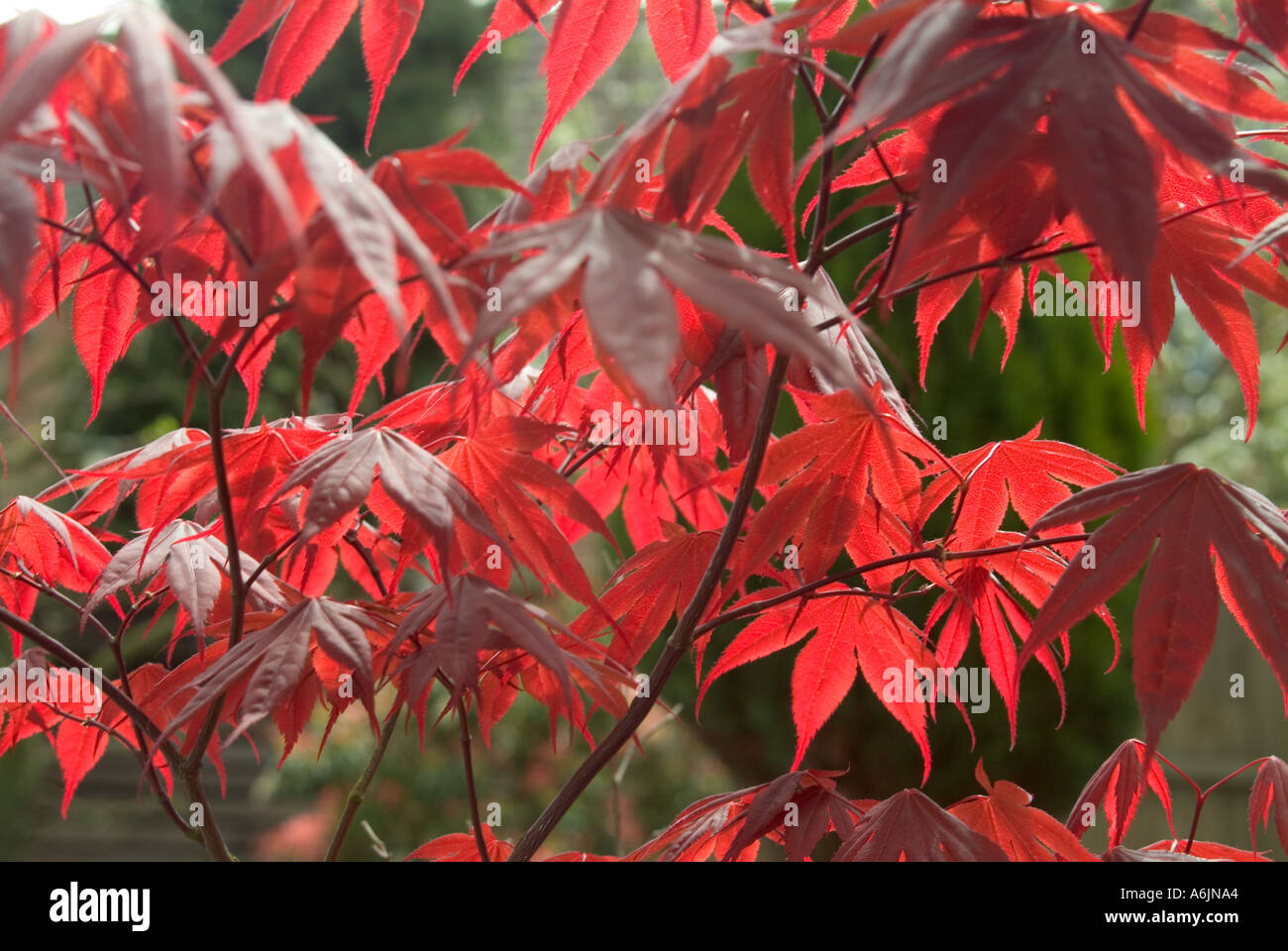 Acer backlit in garden aceraceae palmatum Stock Photo - Alamy