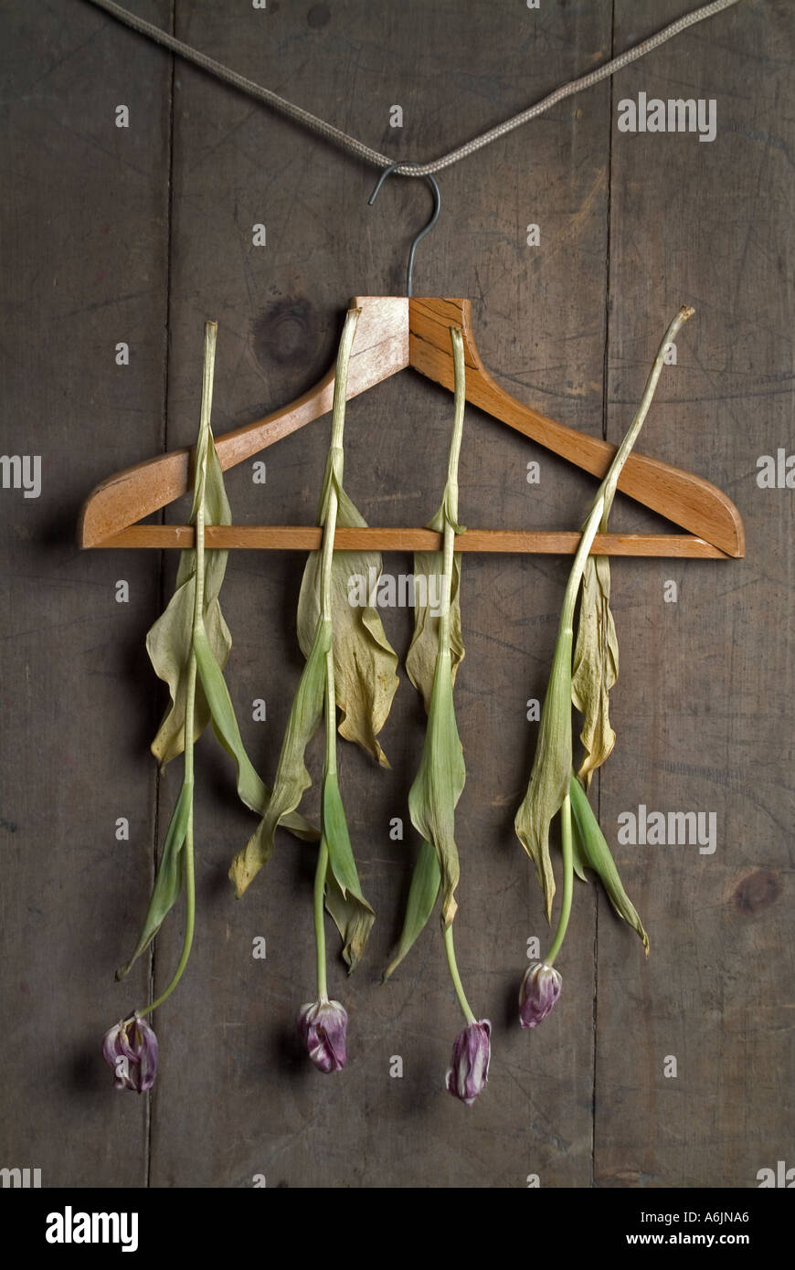 Dead tulips hi-res stock photography and images - Alamy