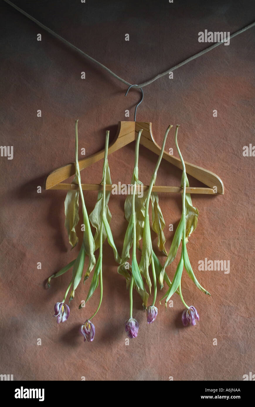Decaying tulips hi-res stock photography and images - Alamy