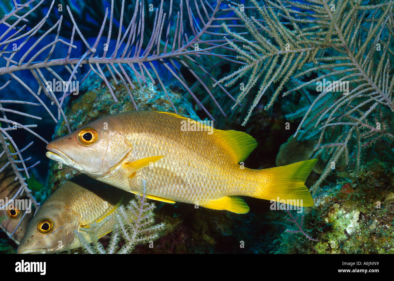 schoolmaster snapper oncoral reef, Lutjanus apodus Stock Photo - Alamy