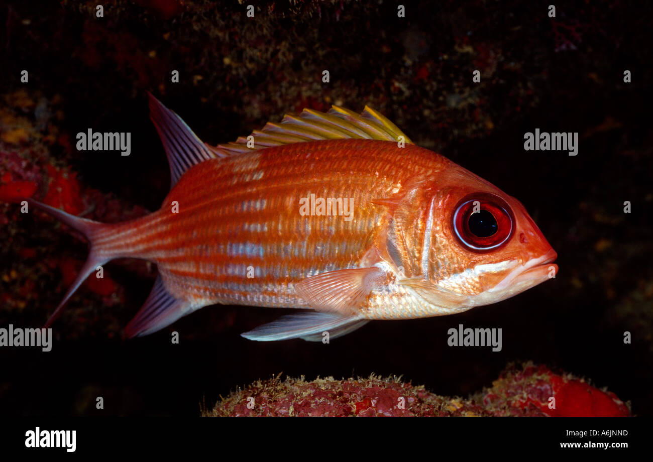 Longjaw Squirrelfish Squirrel Fish Stock Image F032/0081 Science