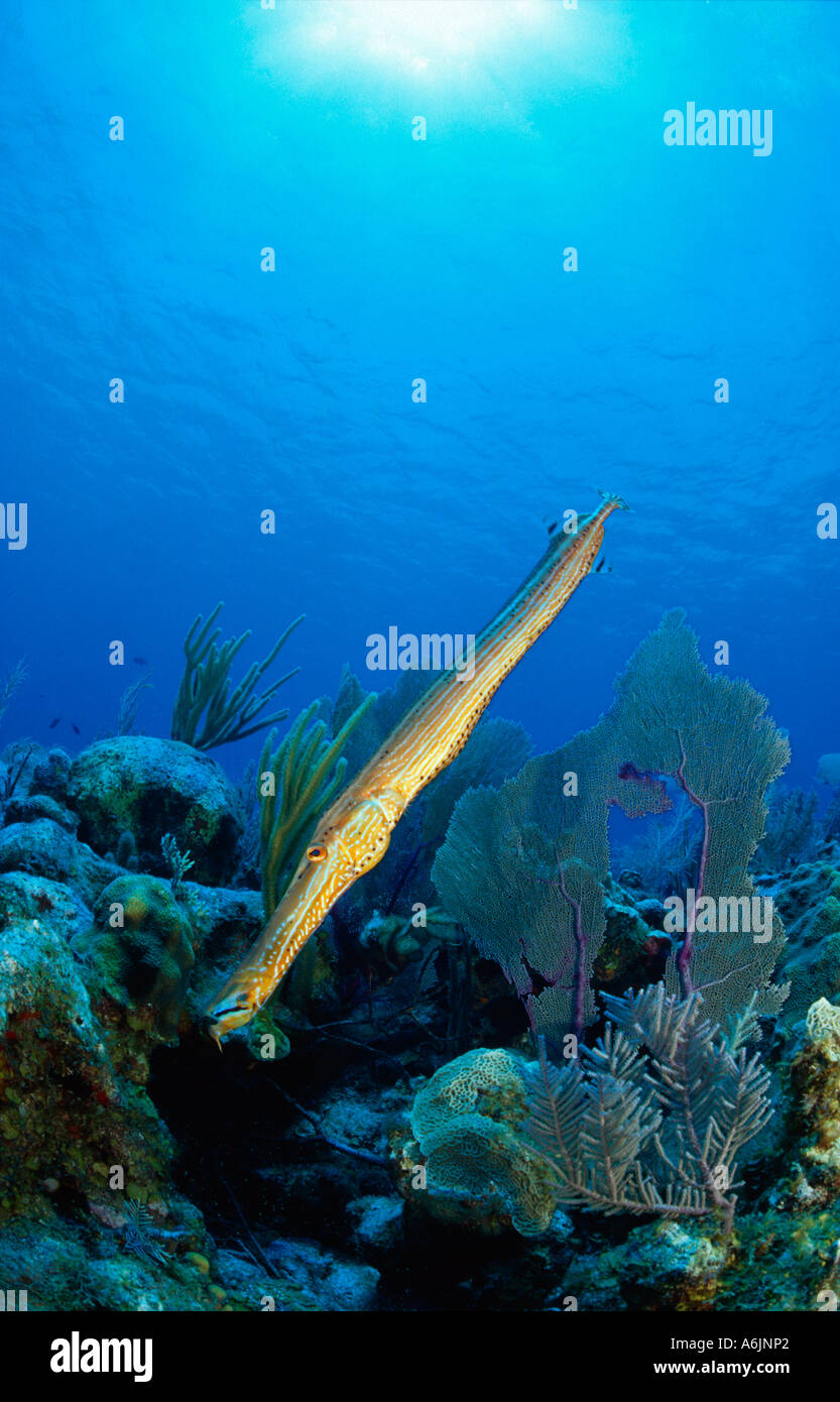 Trumpetfish in colorful coral reef, Aulostomus maculatus Stock Photo ...