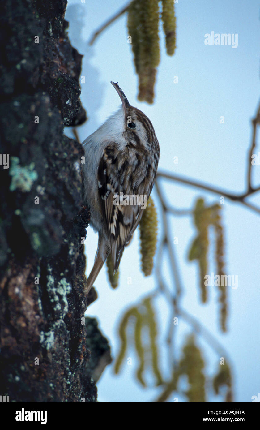 Short toed tree creepers hi-res stock photography and images - Alamy