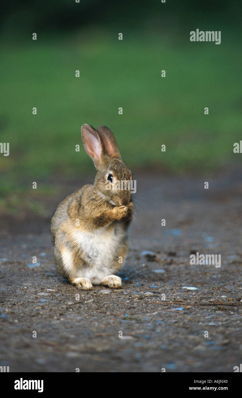 European rabbit (Oryctolagus cuniculus), sitting on backlegs, nibbling ...